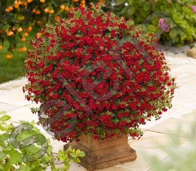 Калибрахоа | Каталог | surfinia.com.ua