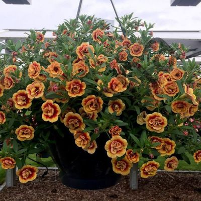 Калибрахоа | Каталог | surfinia.com.ua