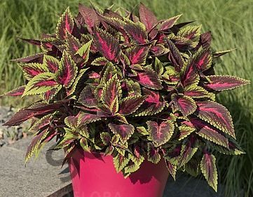 Колеус | Каталог | surfinia.com.ua