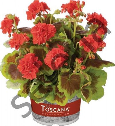 Пеларгония зональная | Каталог | surfinia.com.ua